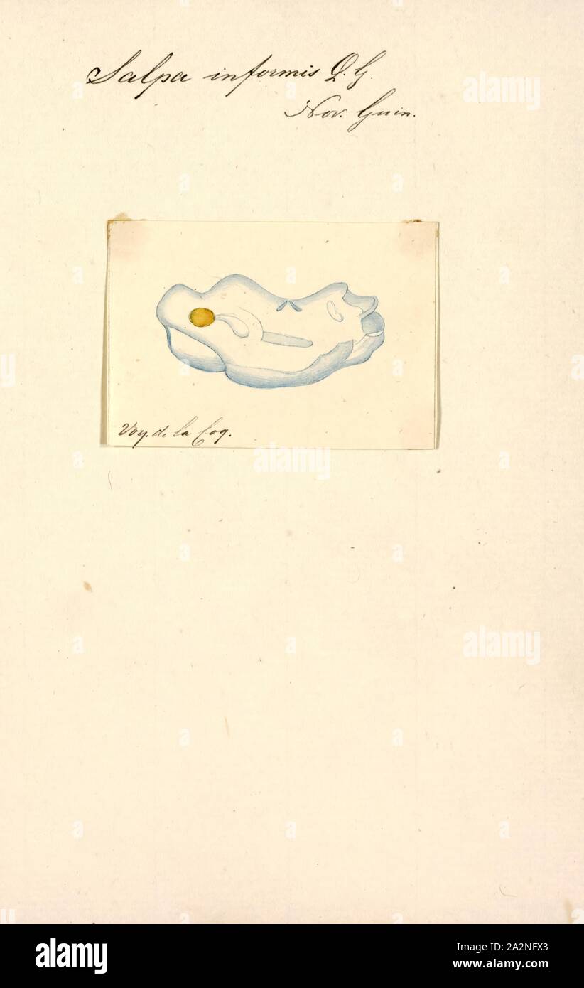 Salpa informis, Print Stock Photo - Alamy