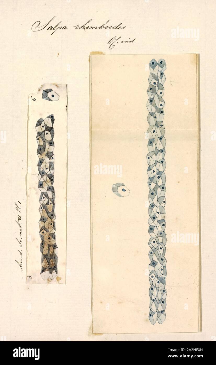 Salpa rhomboides, Print Stock Photo - Alamy