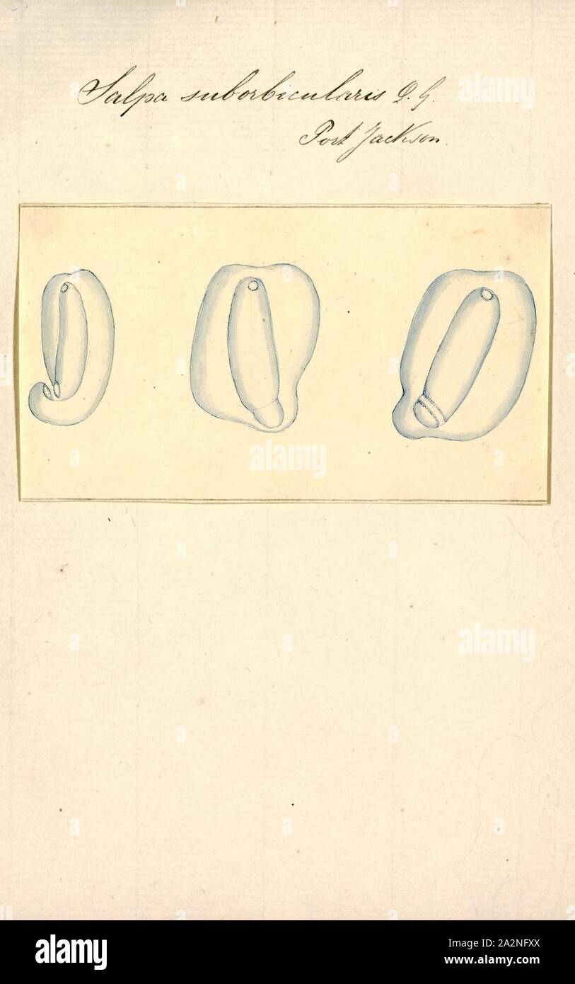 Salpa suborbicularis, Print Stock Photo - Alamy