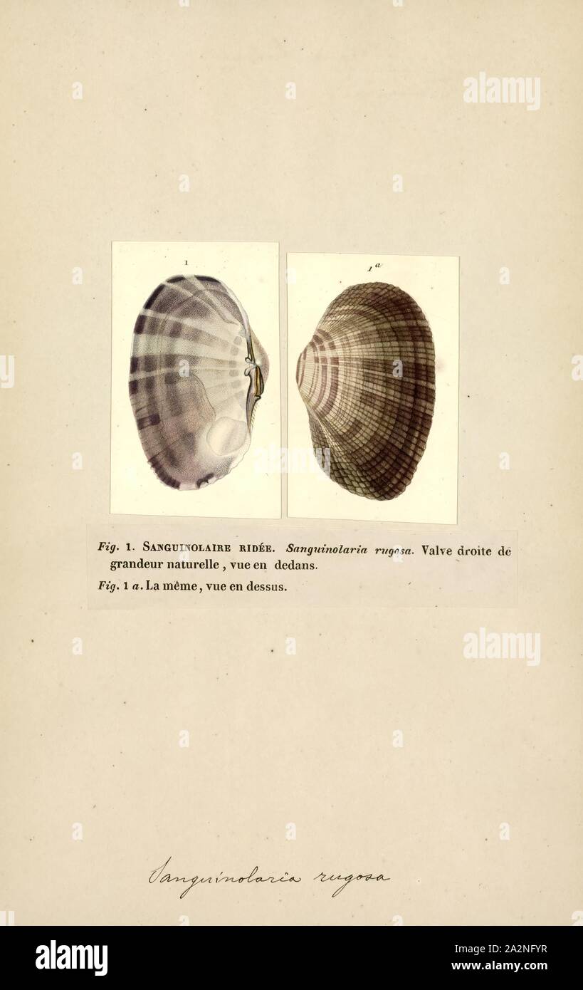 Saltwater bivalve hi-res stock photography and images - Alamy