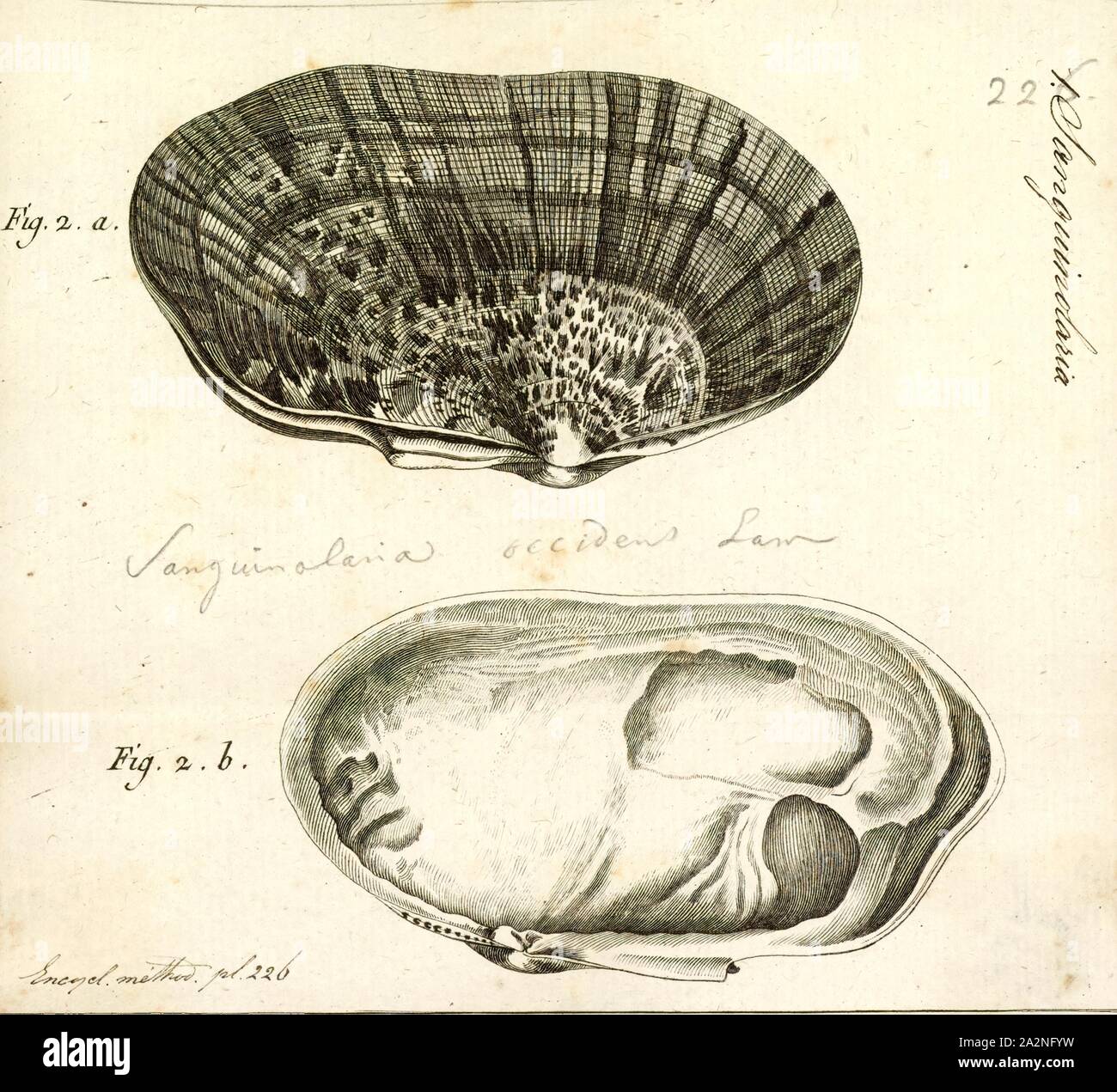 Sanguinolaria occidens, Print, Sanguinolaria is a genus of saltwater ...