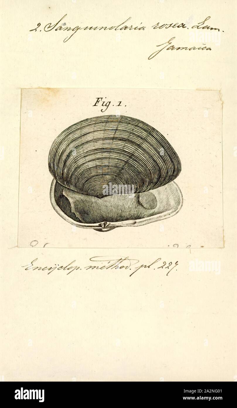 Sanguinolaria rosea, Print, Sanguinolaria is a genus of saltwater clams ...