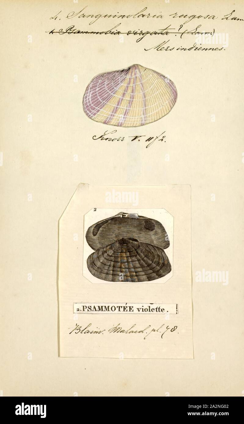 Sanguinolaria rugosa, Print, Sanguinolaria is a genus of saltwater ...