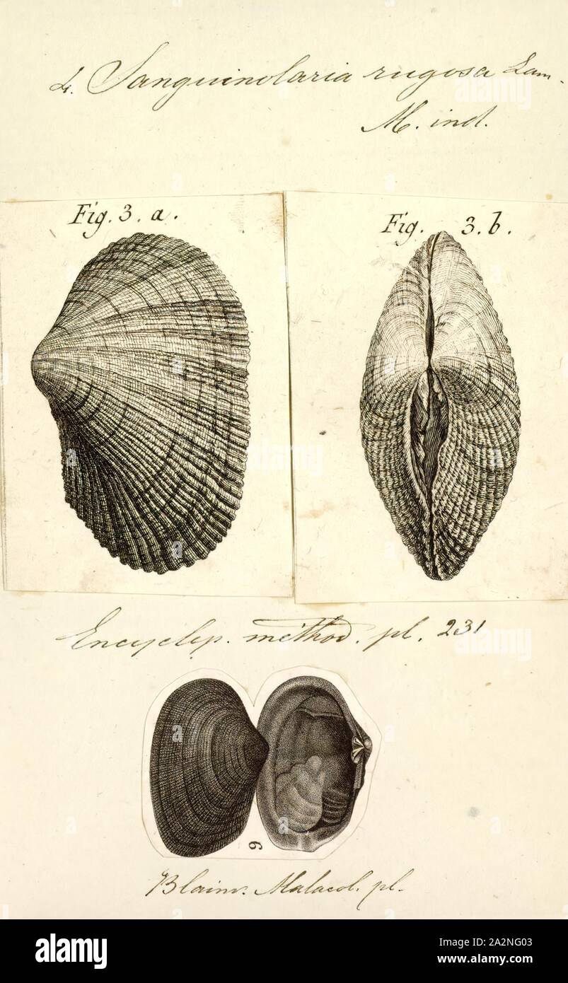 Sanguinolaria rugosa, Print, Sanguinolaria is a genus of saltwater ...