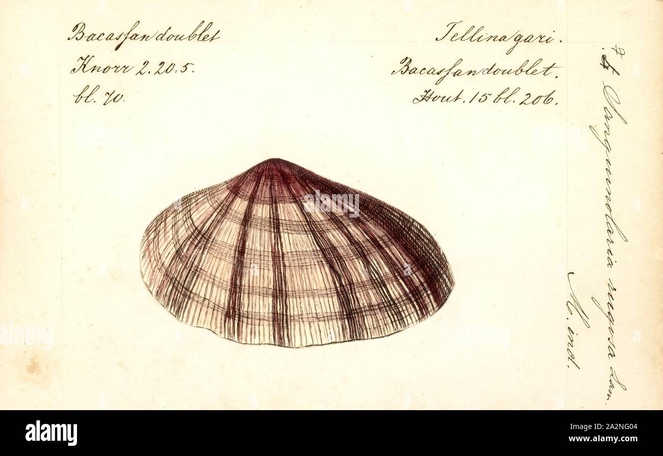 Sanguinolaria rugosa, Print, Sanguinolaria is a genus of saltwater ...