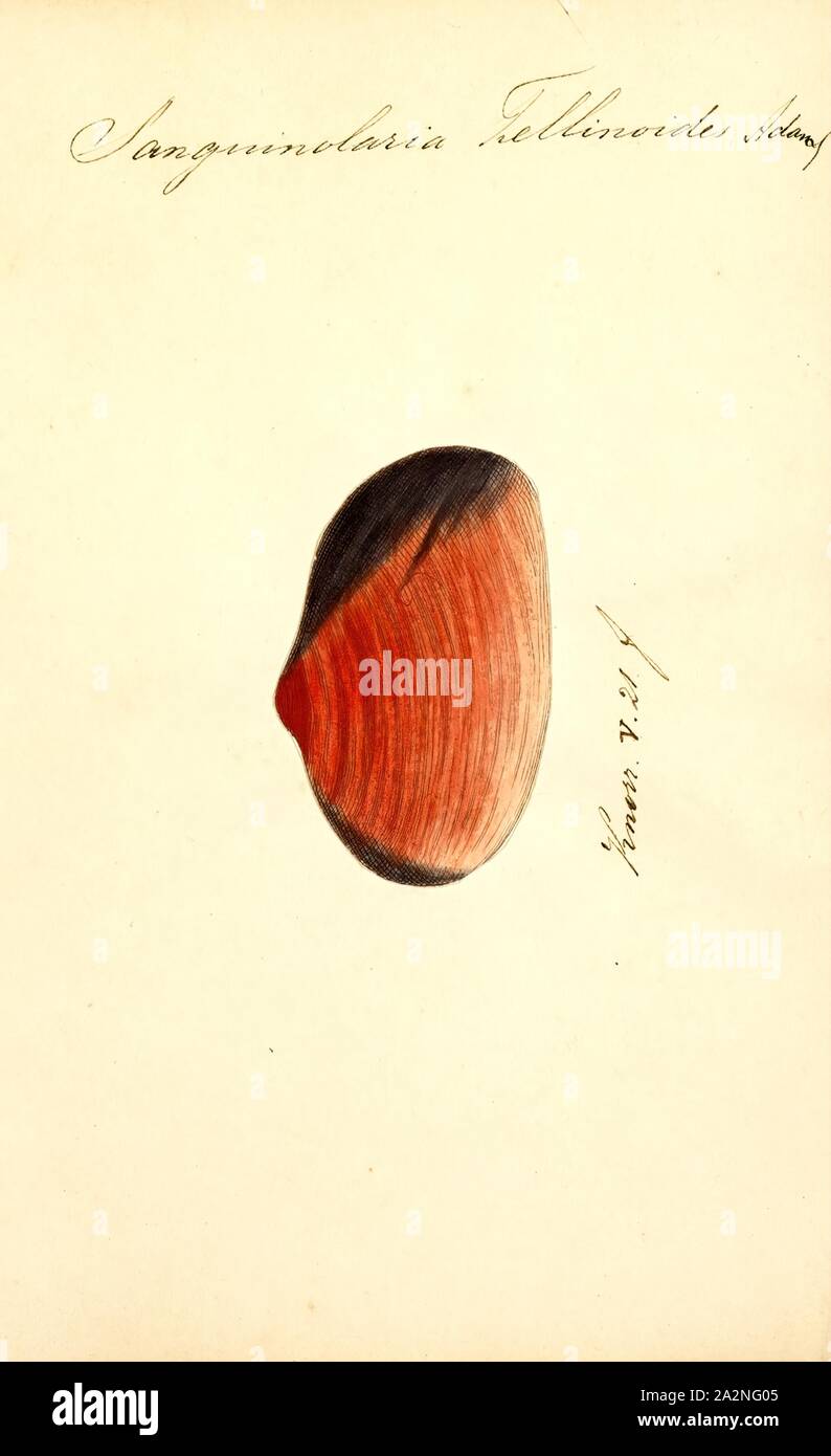 Sanguinolaria tellinoides, Print, Sanguinolaria tellinoides is a ...