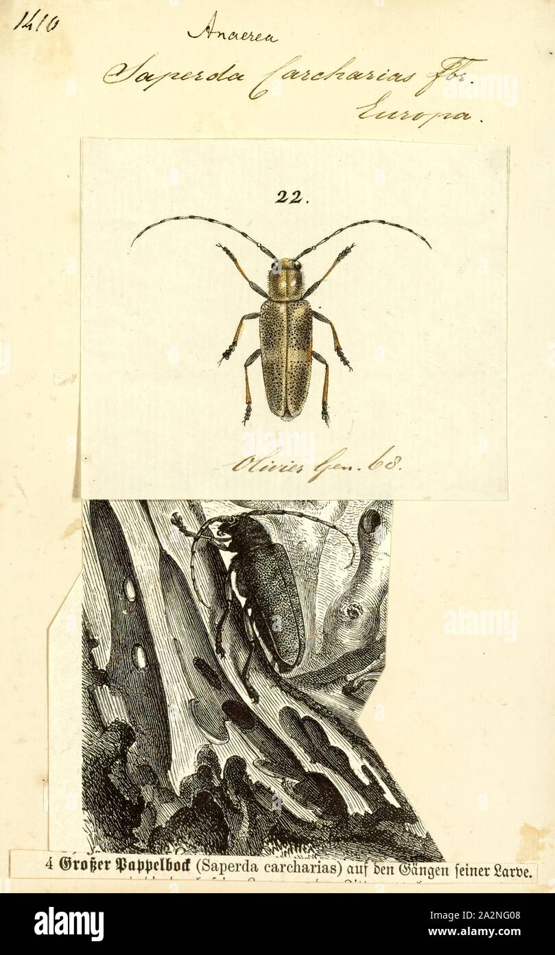 Saperda, Print, Saperda is a genus of flat-faced longhorn beetles ...