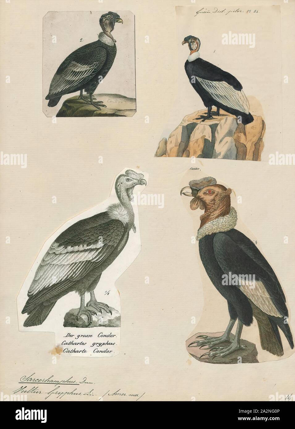 Albatross Vs Condor