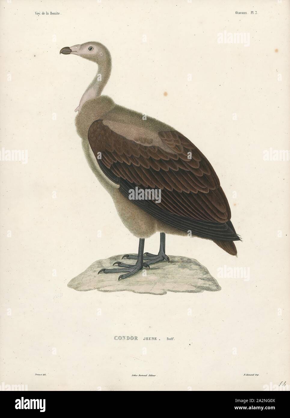 Sarcoramphus gryphus, Print, The Andean condor (Vultur gryphus) is a ...