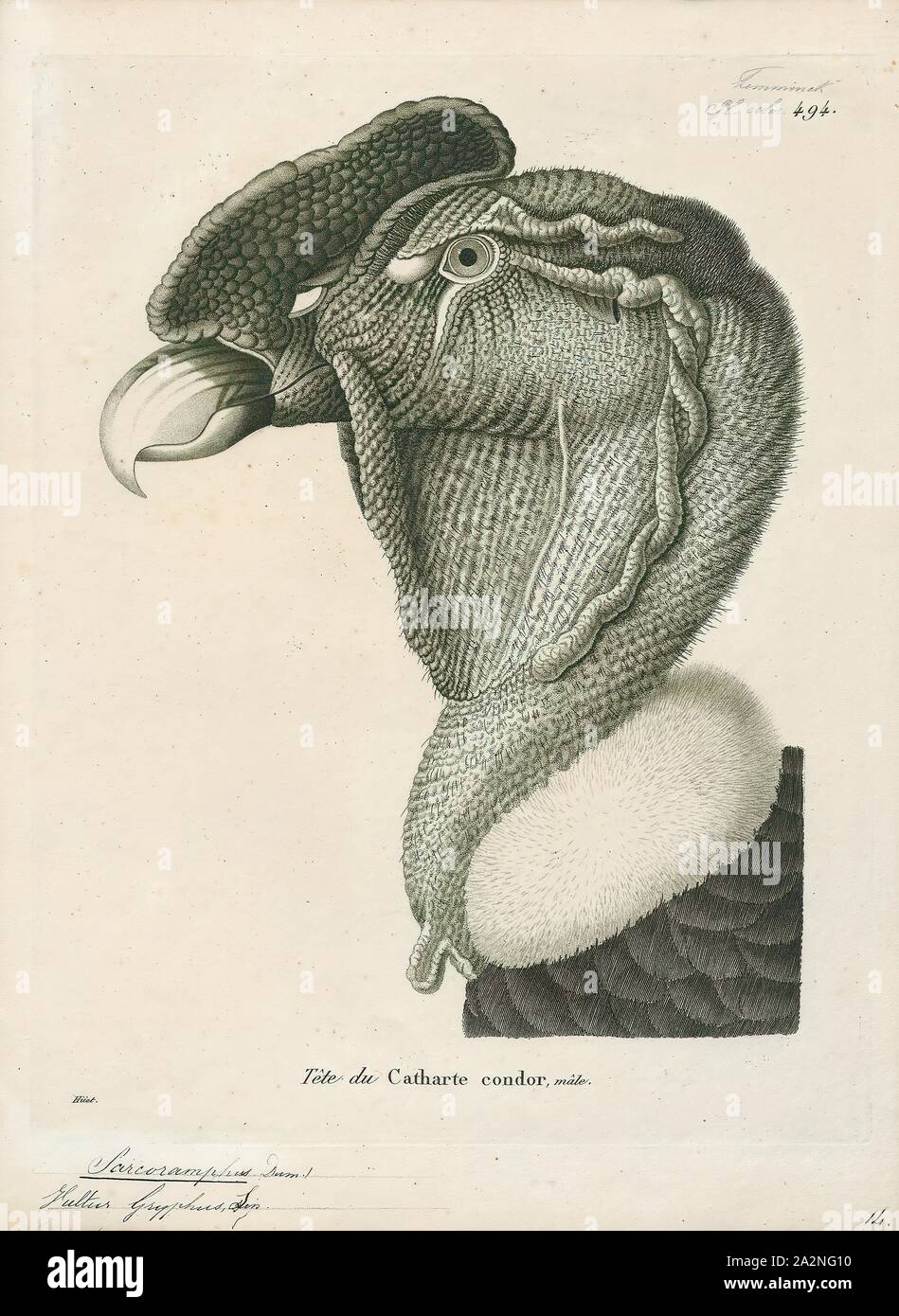 Wingspan measurement hi-res stock photography and images - Alamy