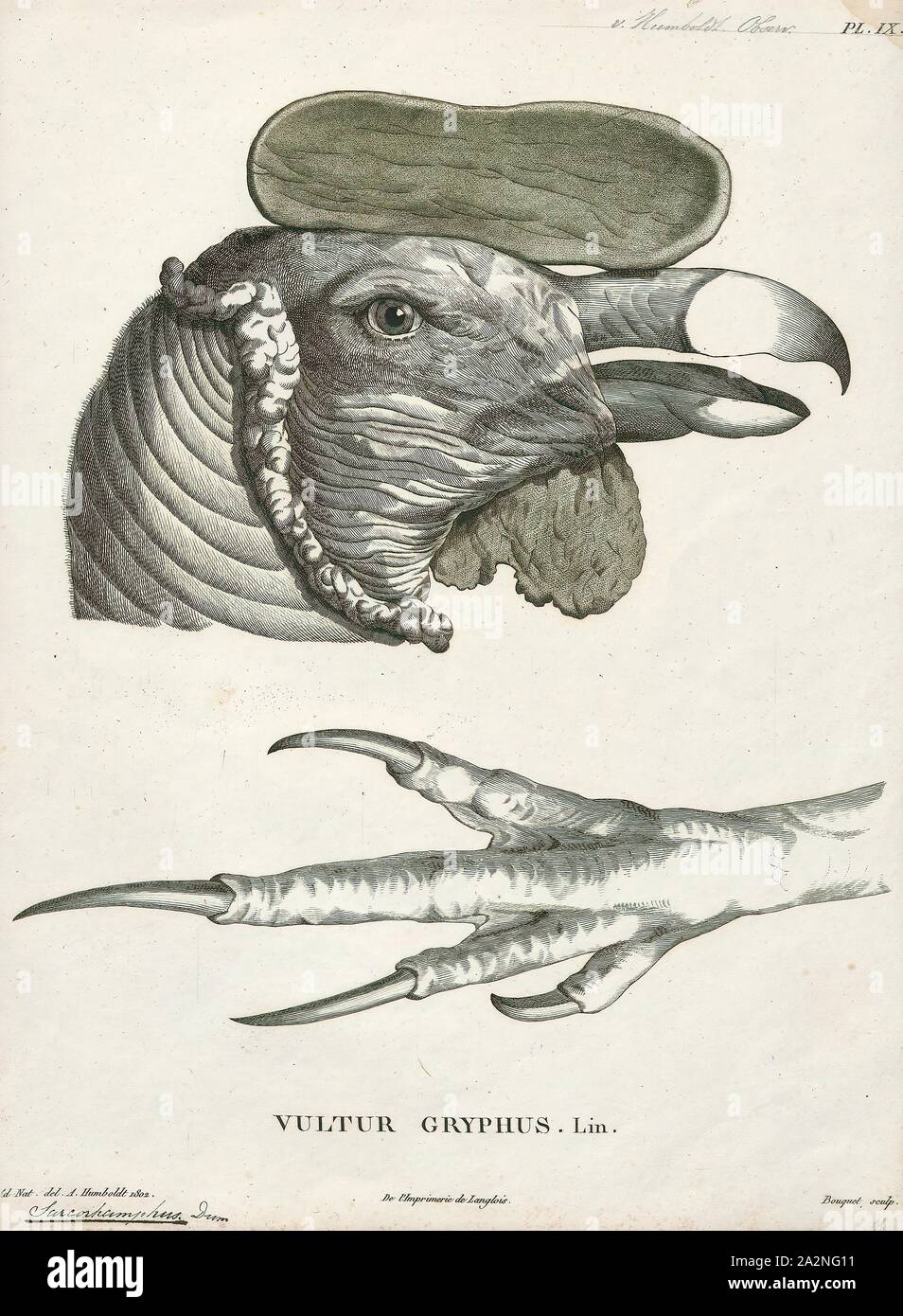 Sarcoramphus gryphus, Print, The Andean condor (Vultur gryphus) is a ...