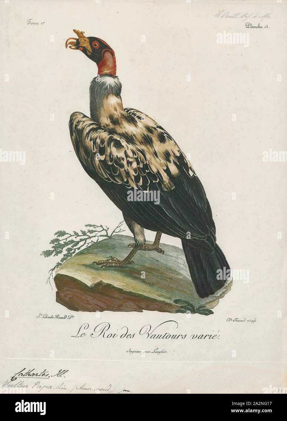 Sarcoramphus papa, Print, The king vulture (Sarcoramphus papa) is a ...