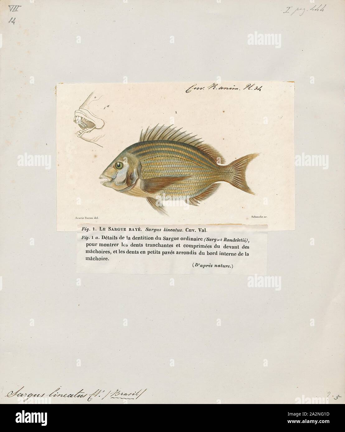 Sargus lineatus, Print, Sargus fasciatus, Sargus is a genus of soldier ...