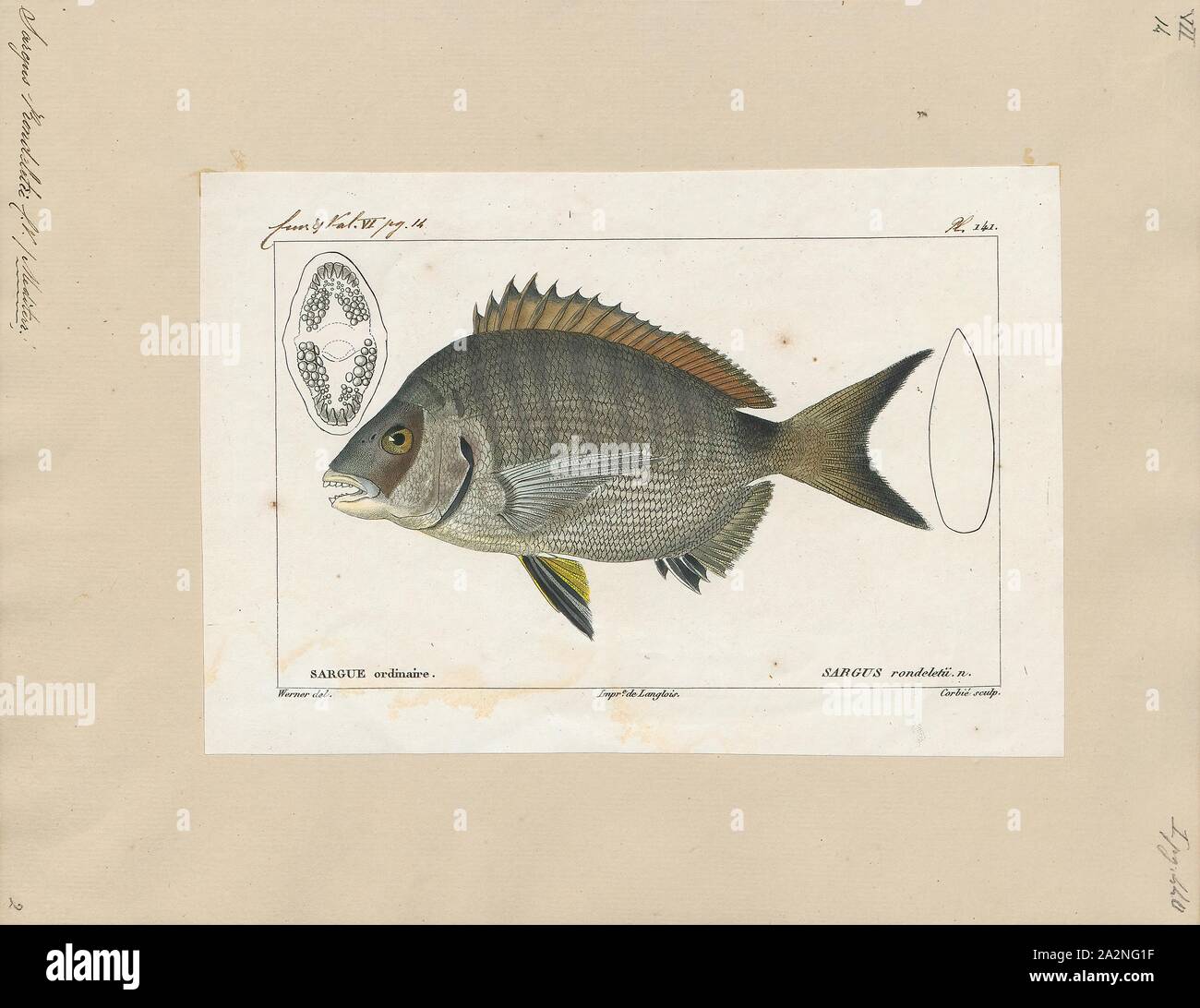 Sargus rondeletii, Print, Sargus fasciatus, Sargus is a genus of ...