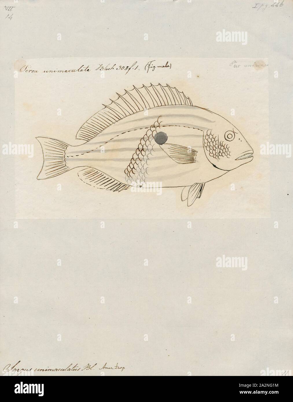 Sargus unimaculatus, Print, Sargus fasciatus, Sargus is a genus of ...