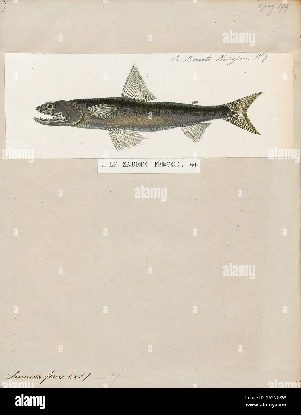 Ferox hi-res stock photography and images - Alamy