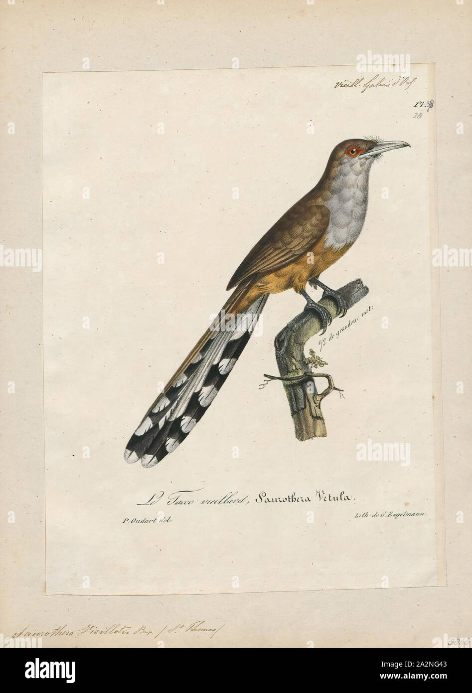 Saurothera vieilloti, Print, The Puerto Rican lizard cuckoo (Coccyzus ...