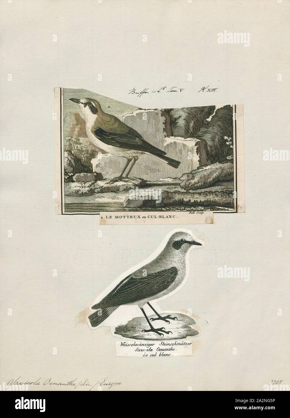 Most widespread wheatear hi-res stock photography and images - Alamy