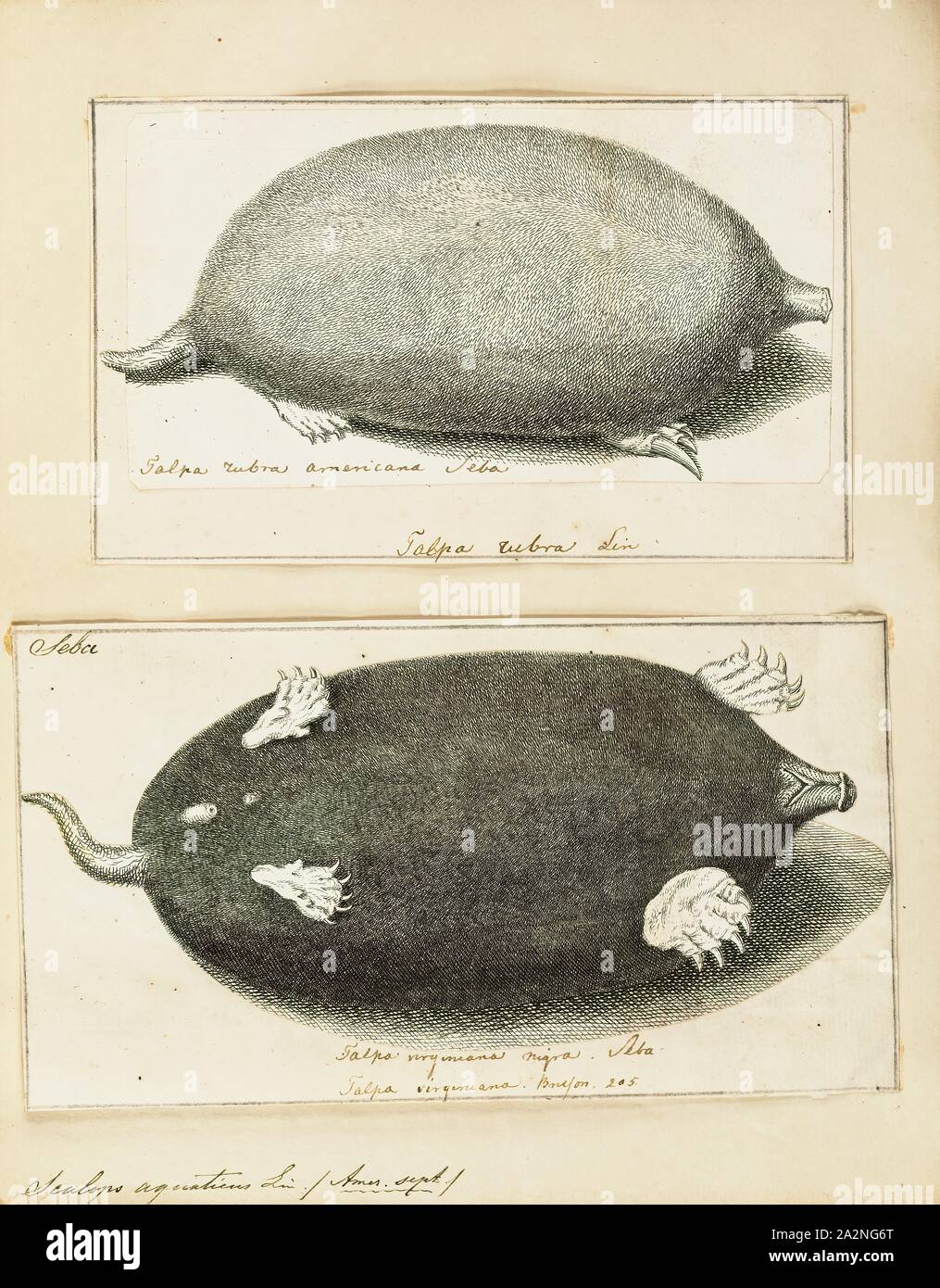 Scalops hi-res stock photography and images - Alamy