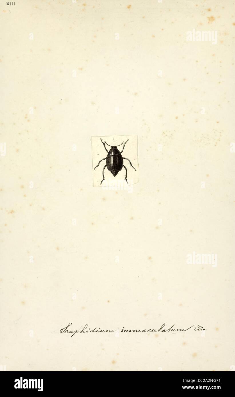 Scaphidium, Print, Scaphidium is a genus of shining fungus beetles ...