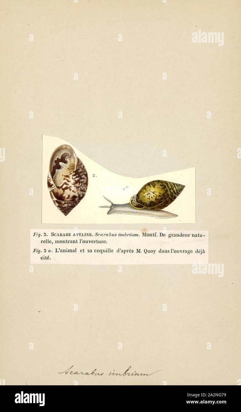 Scarabus hi-res stock photography and images - Alamy