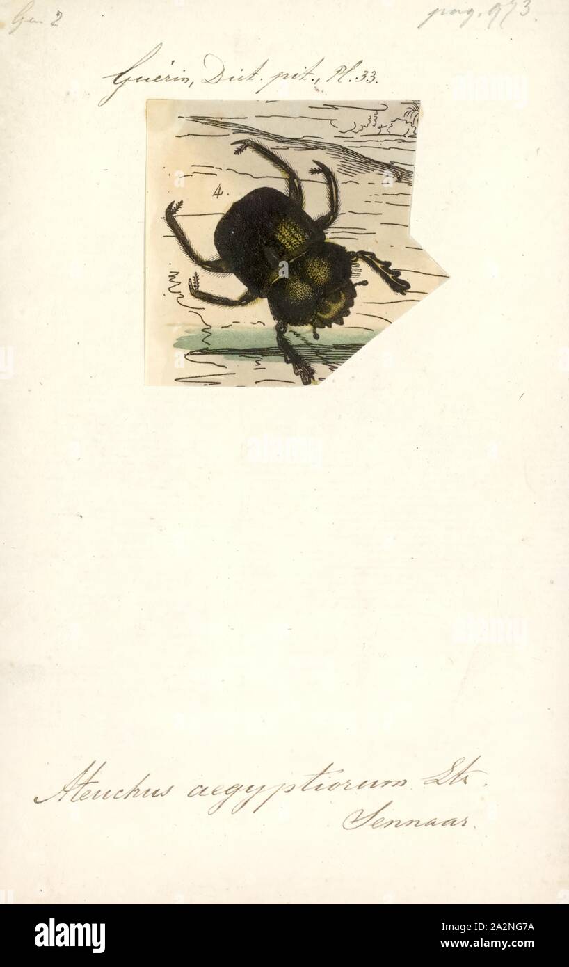 Scarabaeus, Print, The genus Scarabaeus consists of a number of Old ...