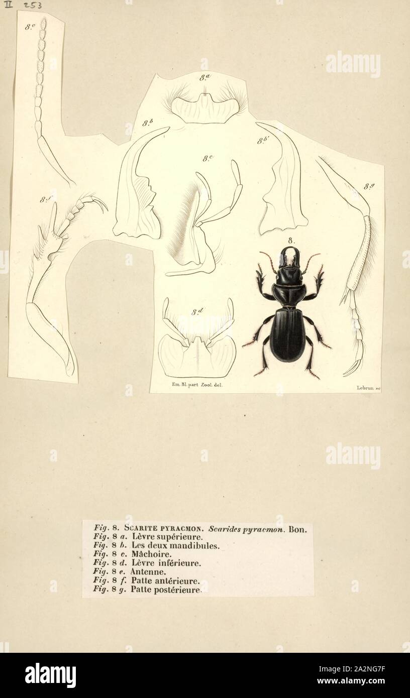 Scarites, Print, Scarites is a genus of ground beetle native to the ...