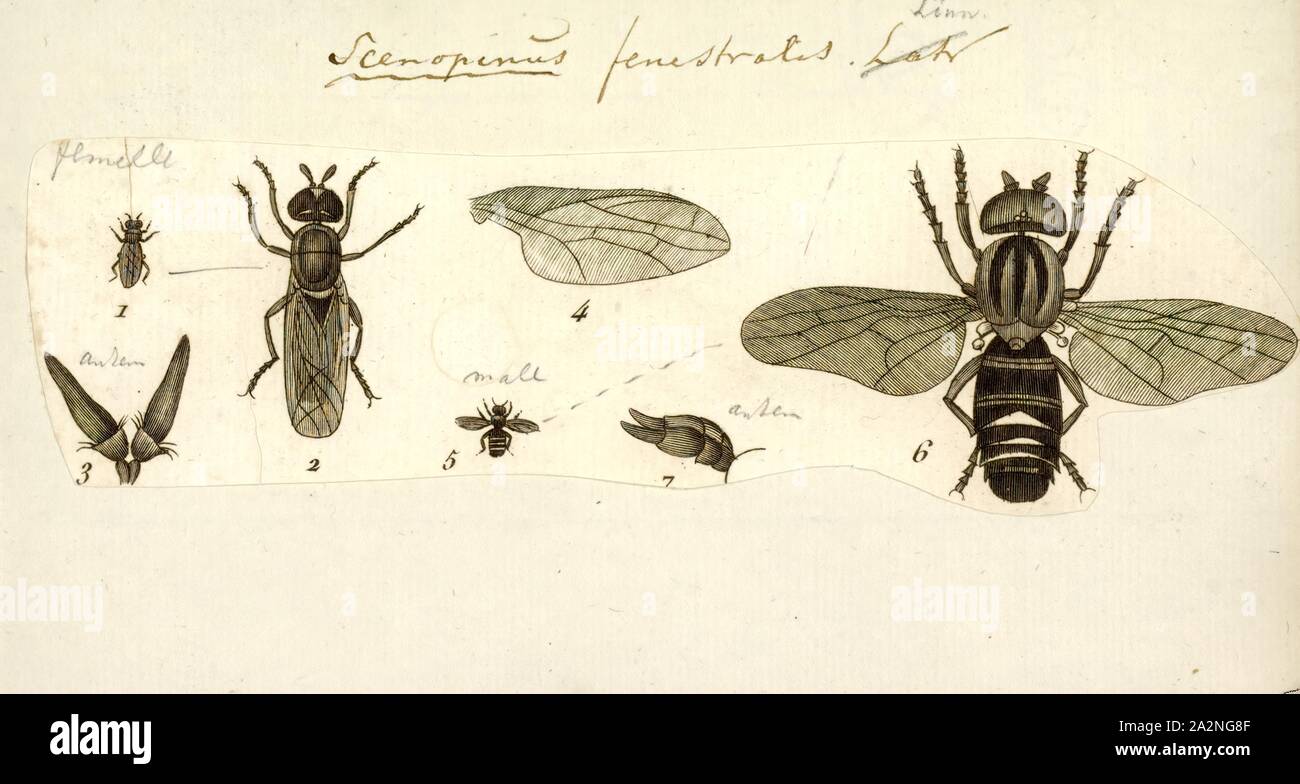 Scenopinus hi-res stock photography and images - Alamy