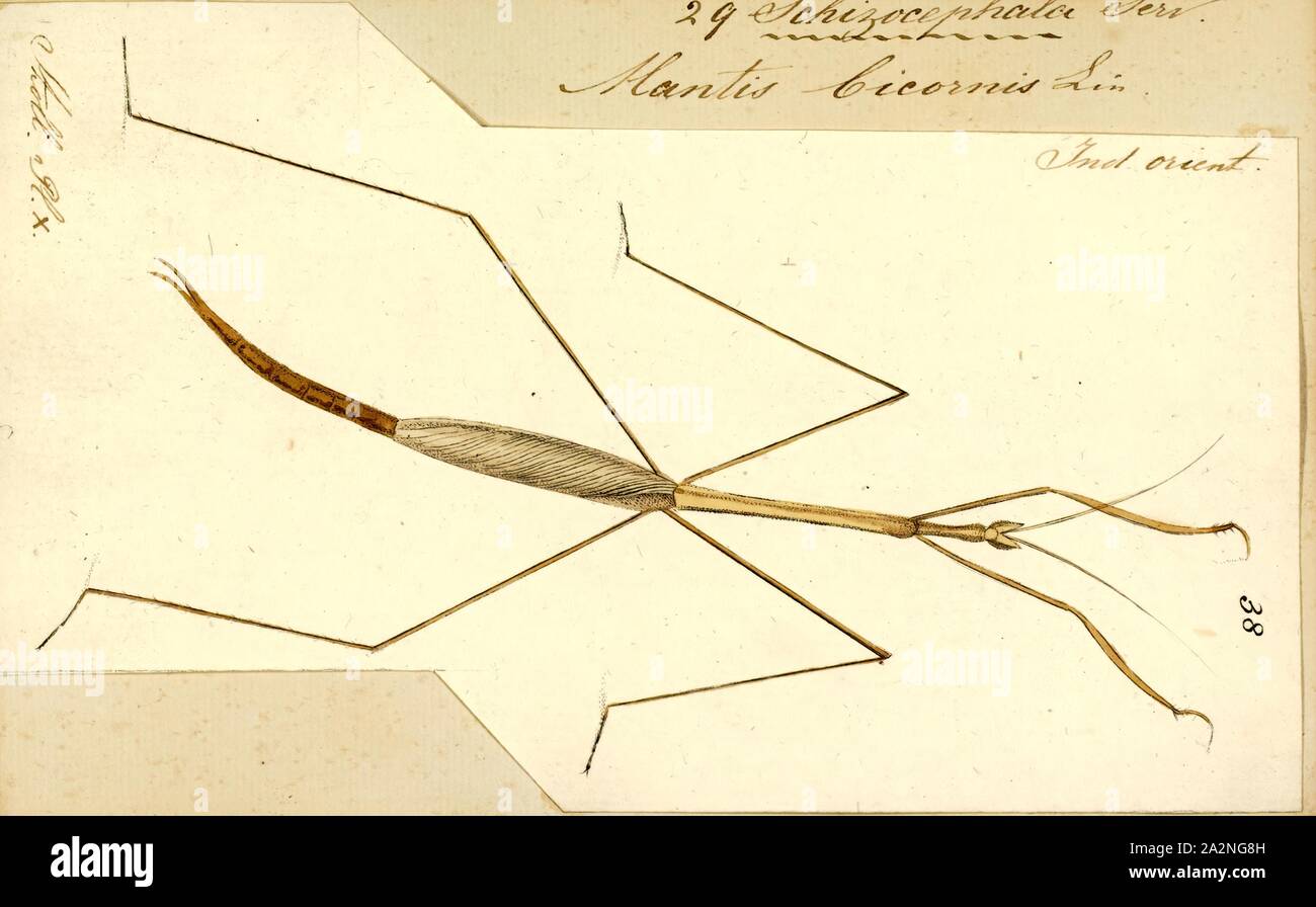 Bristles traits hi-res stock photography and images - Alamy