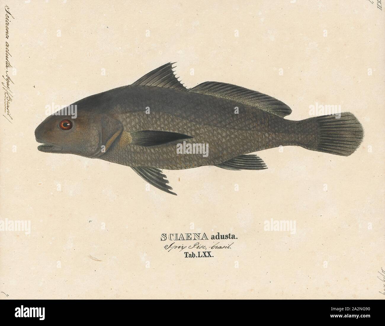 Family sciaenidae hi-res stock photography and images - Alamy