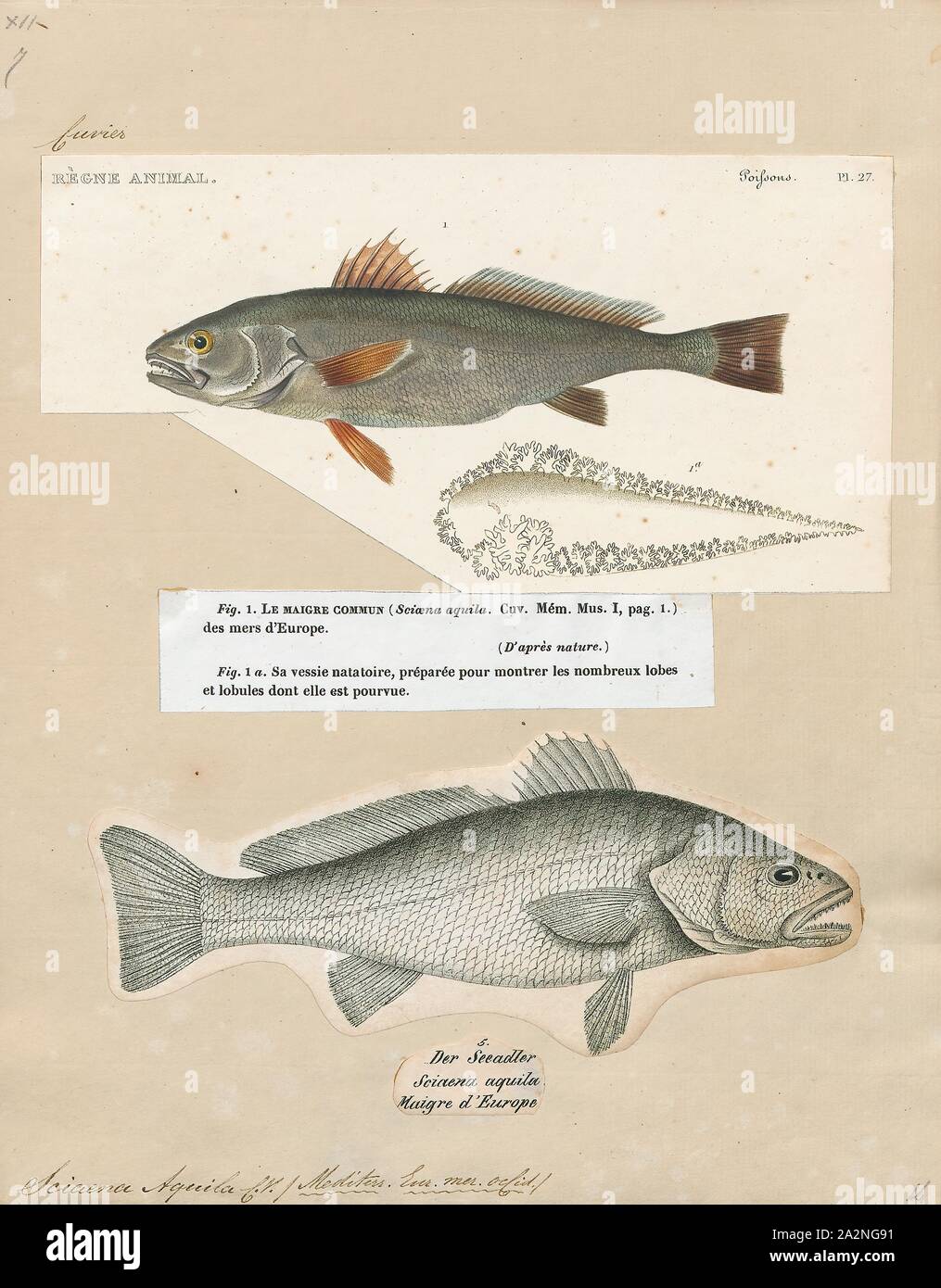 Sciaena aquila, Print, Sciaena is a genus of fish in the family ...