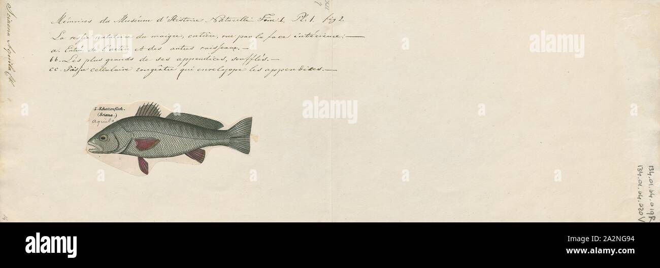 Sciaena aquila hi-res stock photography and images - Alamy