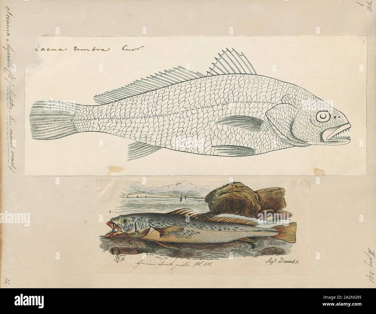 Sciaena aquila, Print, Sciaena is a genus of fish in the family ...