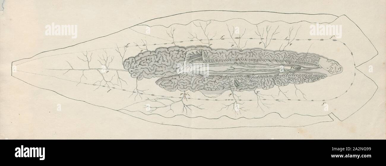 Sciaena aquila, Print, Sciaena is a genus of fish in the family ...