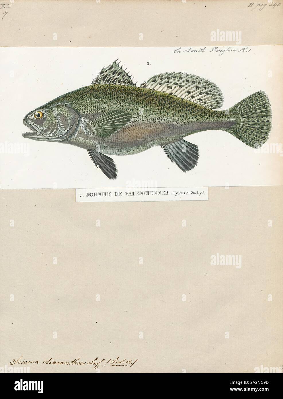 Sciaena diacanthus, Print, 1700-1880 Stock Photo - Alamy