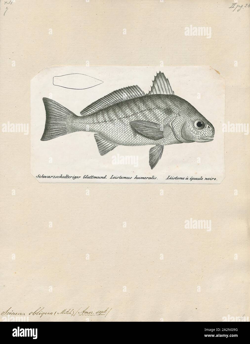 Sciaena obliqua, Print, 1700-1880 Stock Photo - Alamy