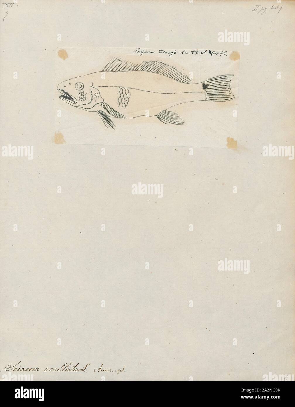 Sciaena hi-res stock photography and images - Alamy