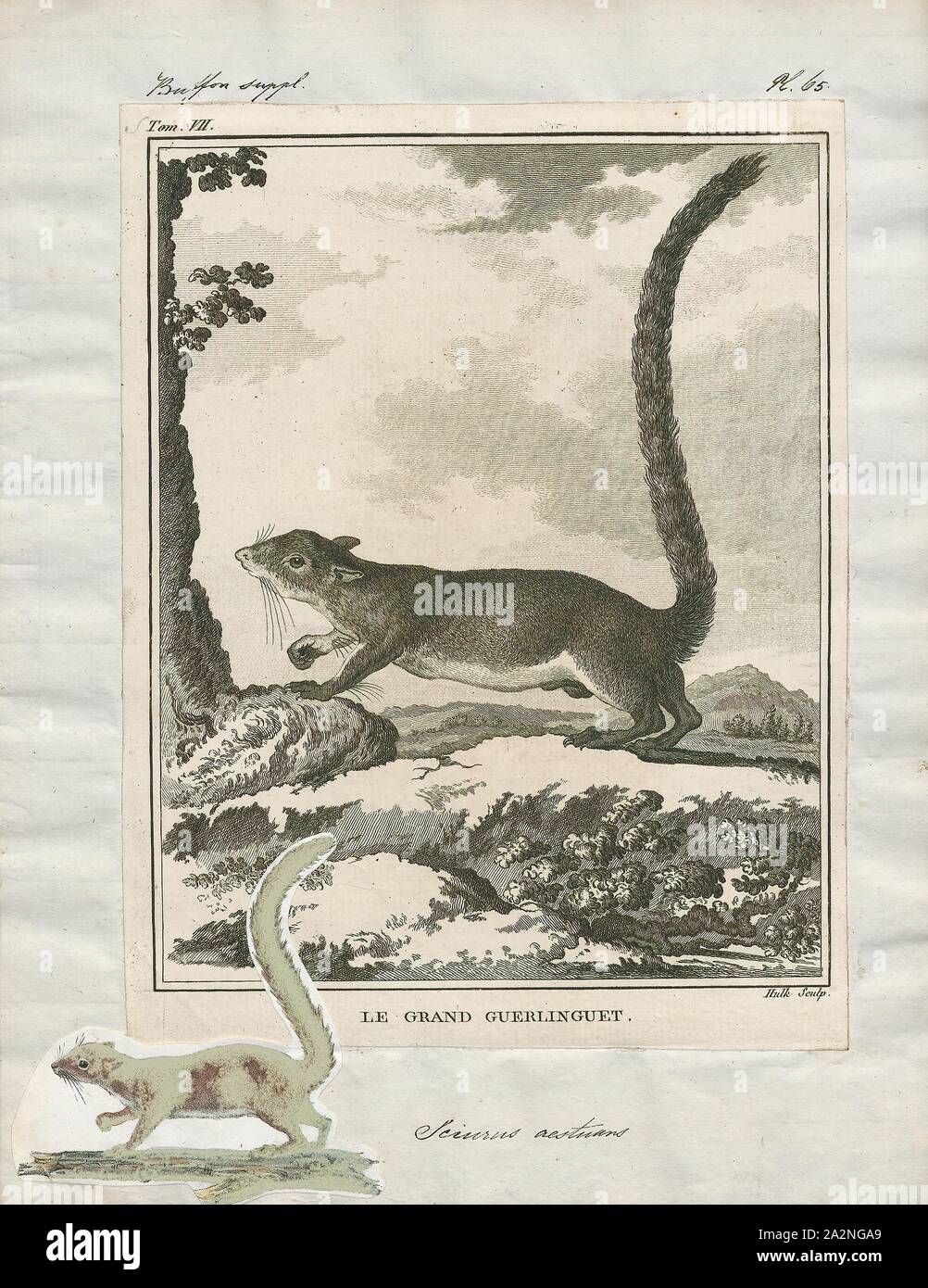 Guianan squirrel sciurus aestuans hi-res stock photography and images ...