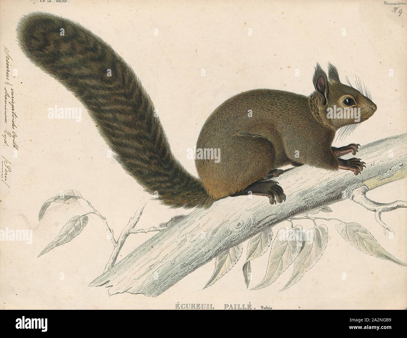 Variegated squirrels kept hi-res stock photography and images - Alamy