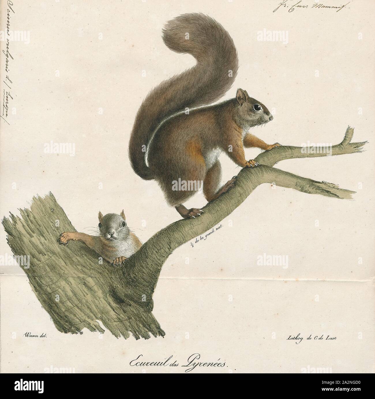 Sciurus vulgaris, Print, The red squirrel or Eurasian red squirrel ...