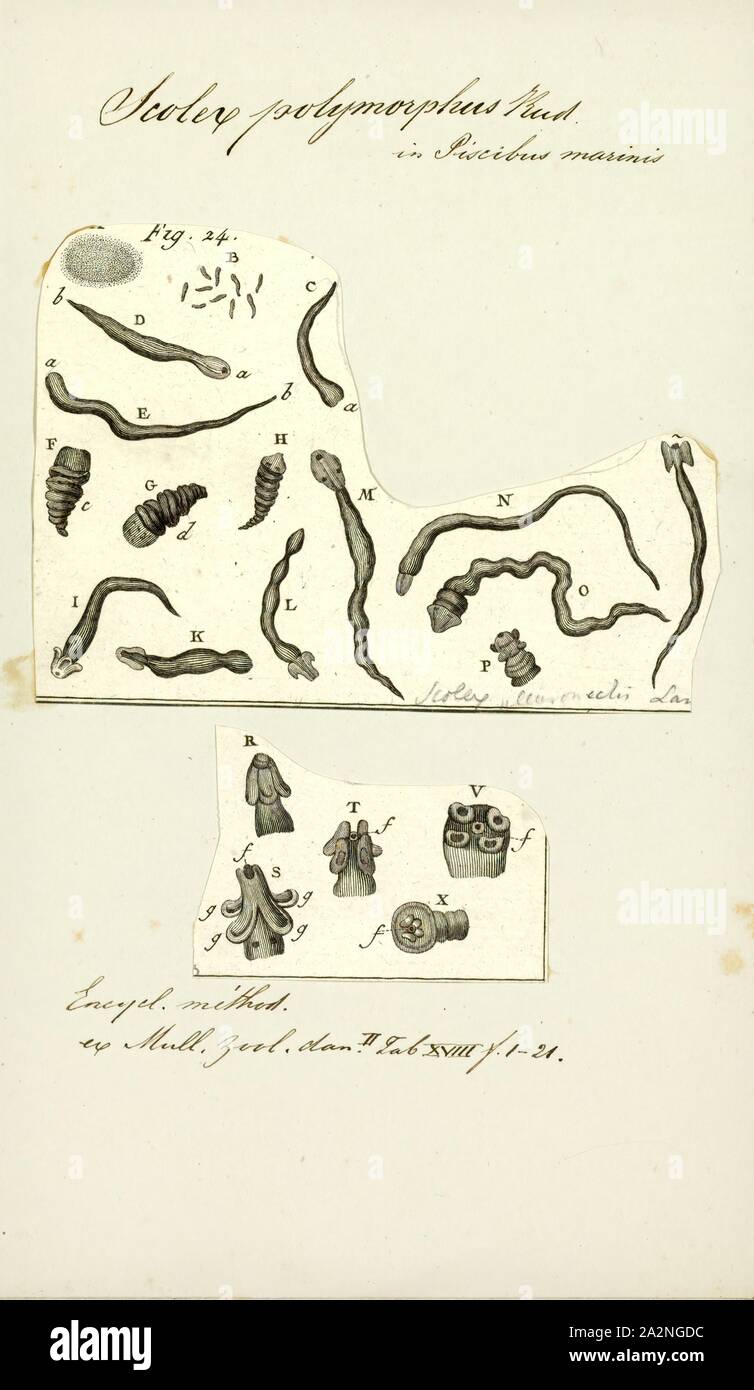 Scolex polymorphus, Print, Cestoda is a class of parasitic worms in the ...