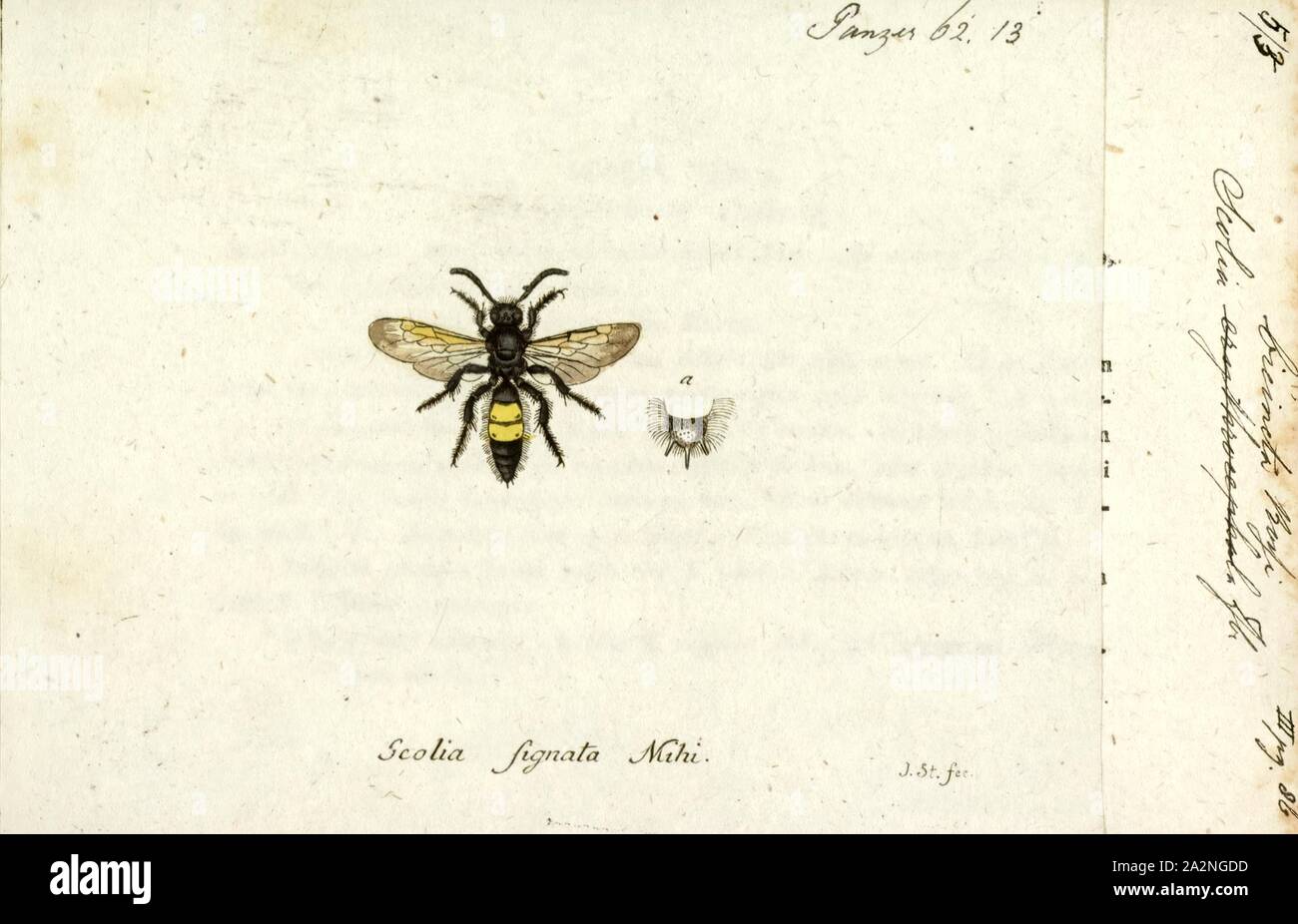 Scolia hi-res stock photography and images - Alamy