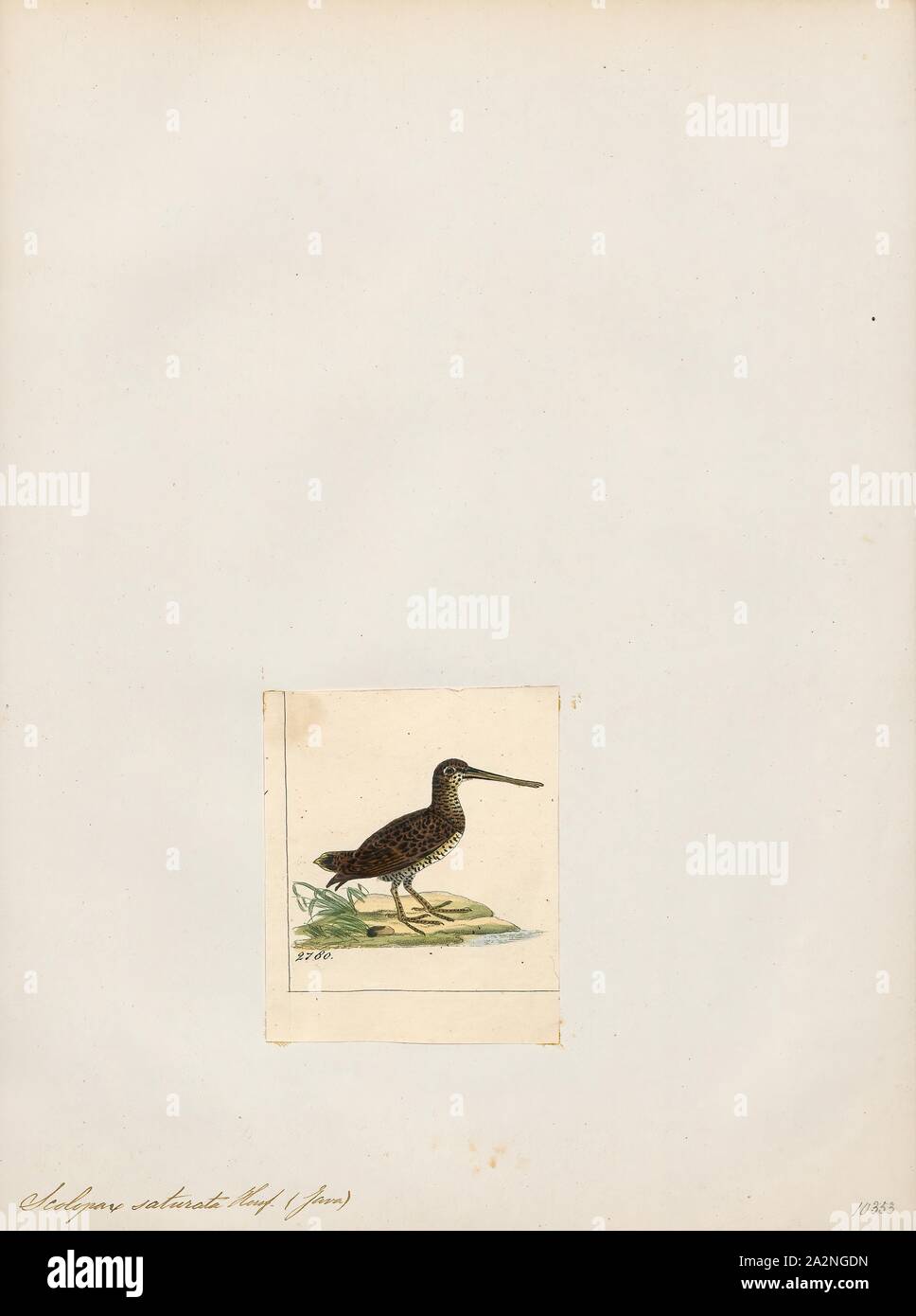 Scolopax saturata hi-res stock photography and images - Alamy