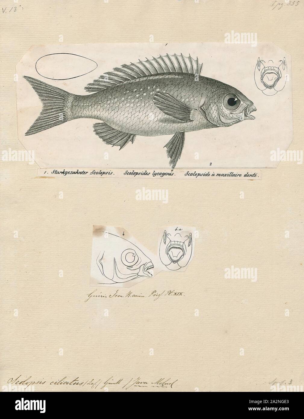 Threadfin breams hi-res stock photography and images - Alamy