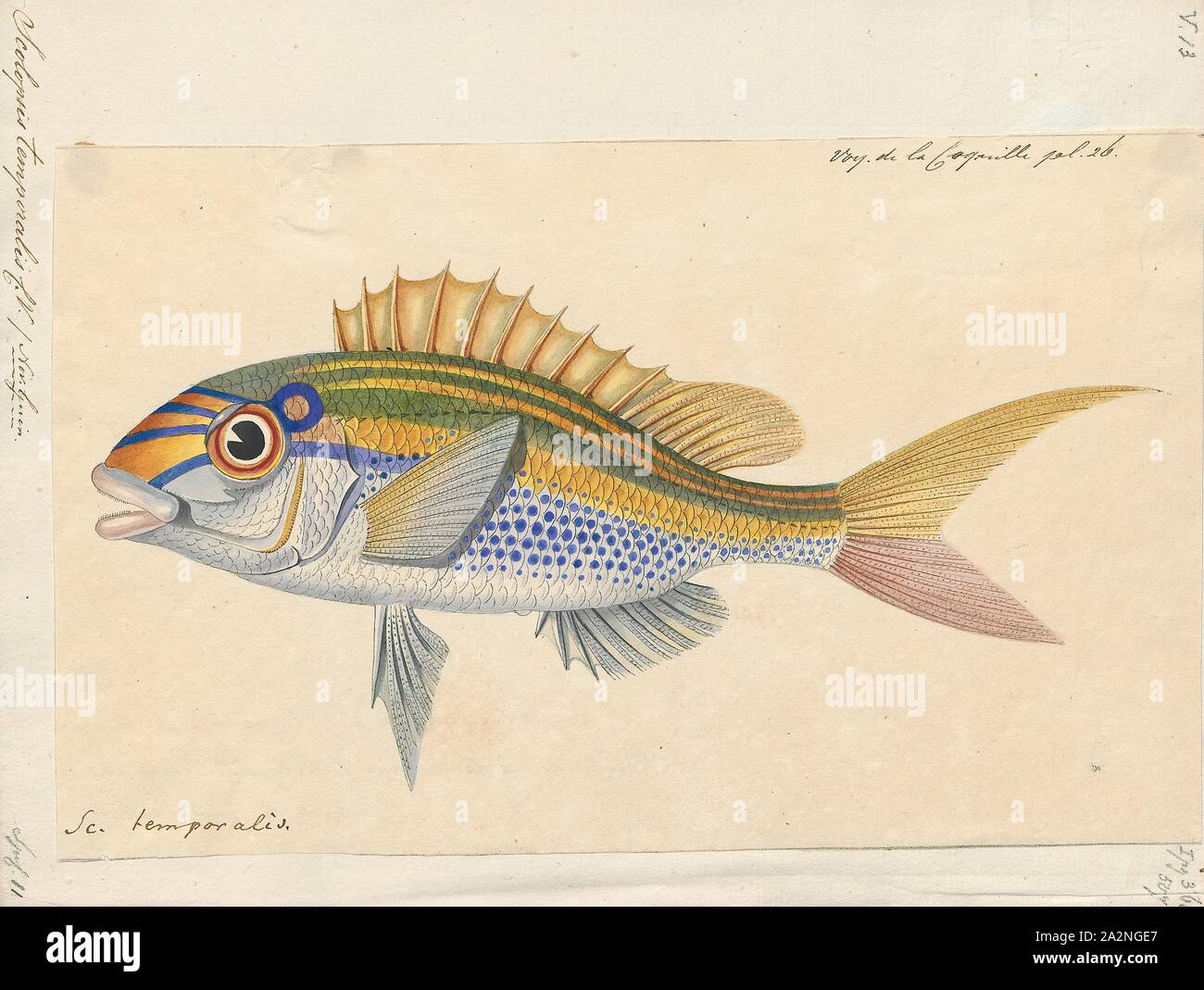 Barred face spinecheek hi-res stock photography and images - Alamy