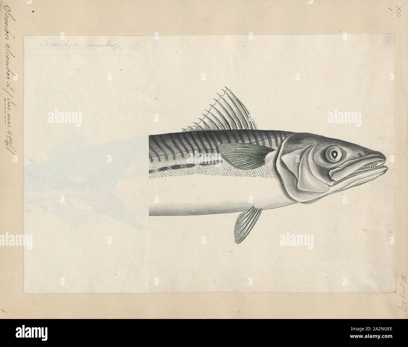 Family scombridae hi-res stock photography and images - Alamy