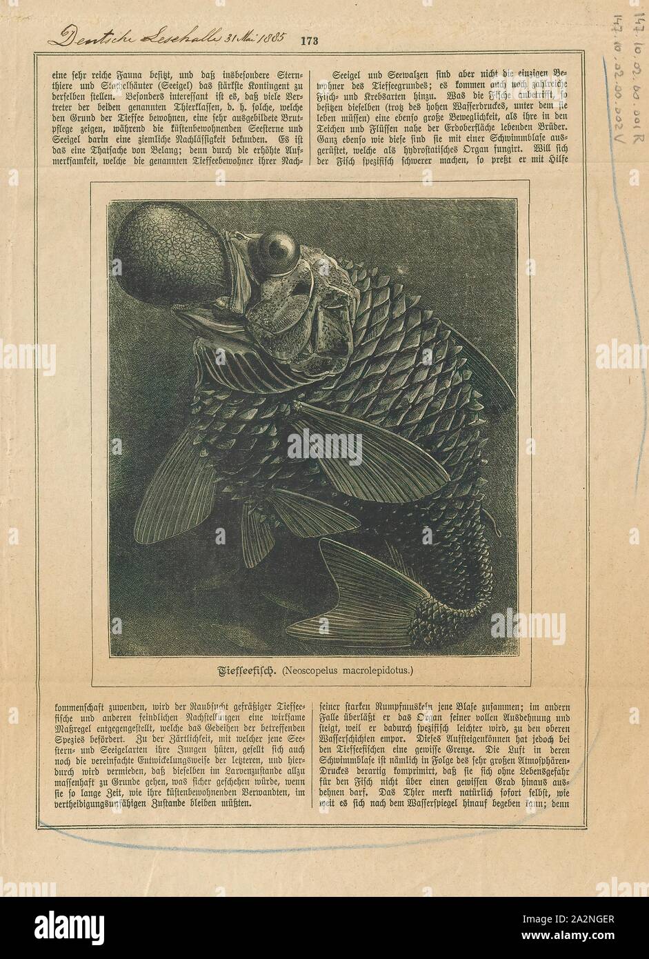 Scopelus macrolepidotus hi-res stock photography and images - Alamy