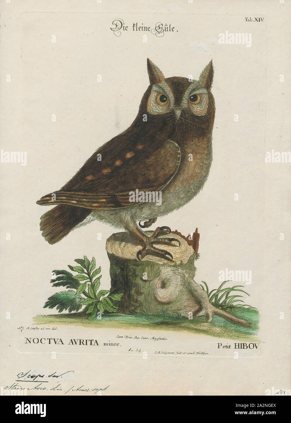 Scops asio, Print, Scop, A scop was a poet as represented in Old ...