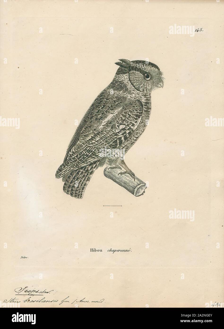 Scops brasiliana hi-res stock photography and images - Alamy