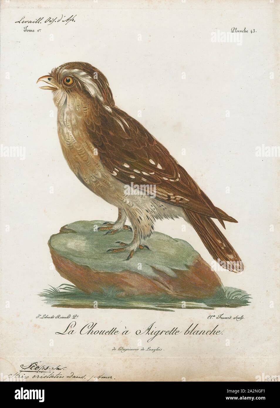 Scops cristatus, Print, Scop, A scop was a poet as represented in Old ...